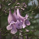 Vibrant flower map | Official Uncharted Waters Wiki | Fandom