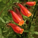 Creeper flower map | Official Uncharted Waters Wiki | Fandom