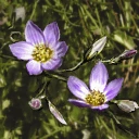 Star flower map | Official Uncharted Waters Wiki | Fandom