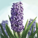 A Beautiful Flower and its Story | Official Uncharted Waters Wiki | Fandom