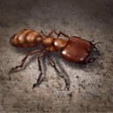 Driver Ant | Official Uncharted Waters Wiki | Fandom