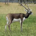 Indian animals map | Official Uncharted Waters Wiki | Fandom