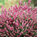 An untouchable flower | Official Uncharted Waters Wiki | Fandom