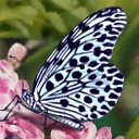 Idea lynceus lynceus | Official Uncharted Waters Wiki | Fandom