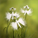 White Egret Flower | Official Uncharted Waters Wiki | Fandom
