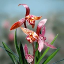 Chinese Cymbidium | Official Uncharted Waters Wiki | Fandom