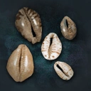 Cowrie | Official Uncharted Waters Wiki | Fandom