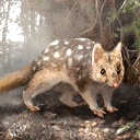 Cat-like animals map | Official Uncharted Waters Wiki | Fandom