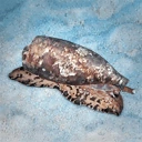 Cone Shell | Official Uncharted Waters Wiki | Fandom