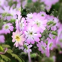 Flower Search for the City Girl | Official Uncharted Waters Wiki | Fandom