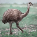 Long leg animals map | Official Uncharted Waters Wiki | Fandom