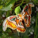 Attacus Atlas | Official Uncharted Waters Wiki | Fandom