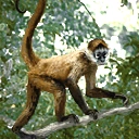 Long limb monkey map | Official Uncharted Waters Wiki | Fandom