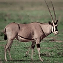 Arabian animals map | Official Uncharted Waters Wiki | Fandom