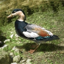 Crested Shelduck | Official Uncharted Waters Wiki | Fandom