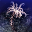 Flower that stopped time | Official Uncharted Waters Wiki | Fandom