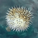 Thorny fish map | Official Uncharted Waters Wiki | Fandom