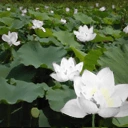 Flower that blooms below the equator | Official Uncharted Waters Wiki ...