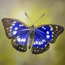 Great Purple Emperor | Official Uncharted Waters Wiki | Fandom