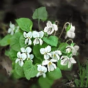 Small flower map | Official Uncharted Waters Wiki | Fandom