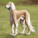 Saluki | Official Uncharted Waters Wiki | Fandom