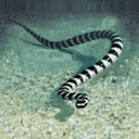 Vicious sea-snake map | Official Uncharted Waters Wiki | Fandom