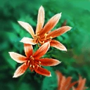 Orange Spider Lily | Official Uncharted Waters Wiki | Fandom