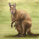 Wallaby | Official Uncharted Waters Wiki | Fandom