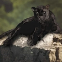 Black beast | Official Uncharted Waters Wiki | Fandom