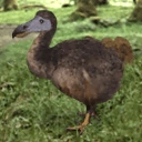 A bird like an over-fat goose | Official Uncharted Waters Wiki | Fandom