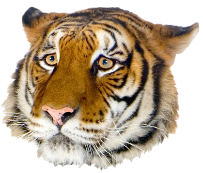 Giant Realistic Flying Tiger