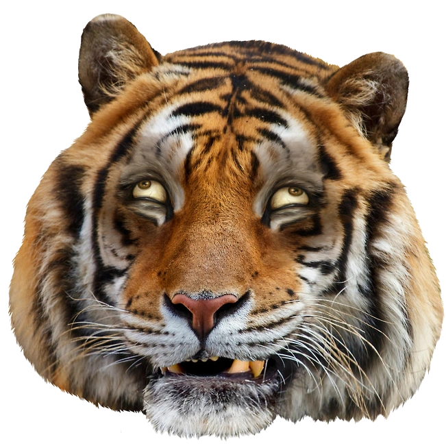 Giant Realistic Flying Tiger