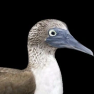 Atoba Azul | Uncompromising Mode Wiki | Fandom