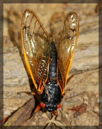 Why this bug? (symbolism of cicadas and Instar) | Uncovering Cicada ...