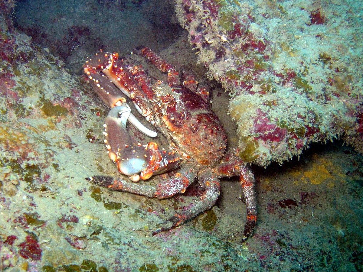 Caribbean King Crab | Life in Water Wiki | Fandom