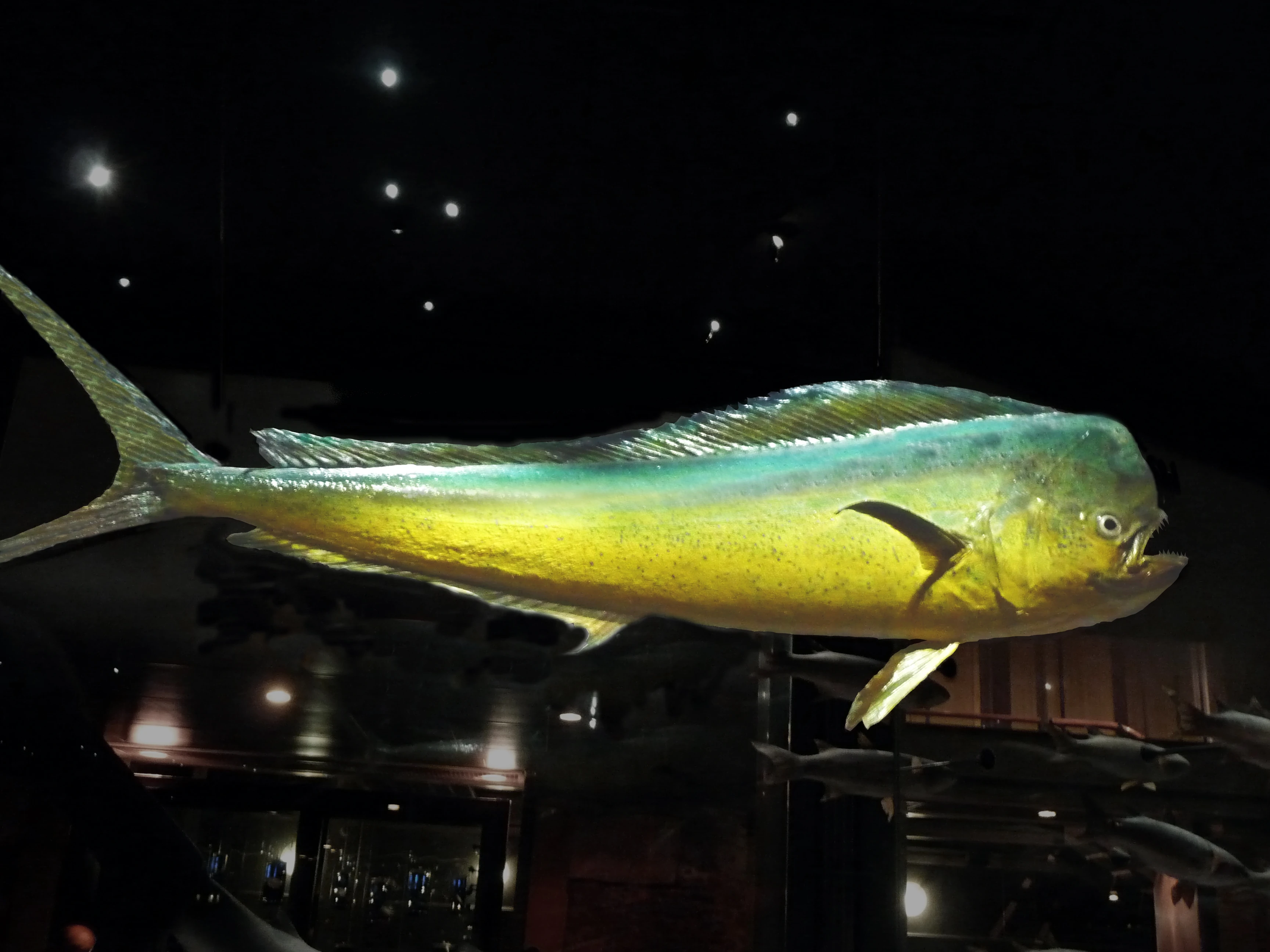 Mahi-mahi | Marine & Freshwater Wiki | Fandom