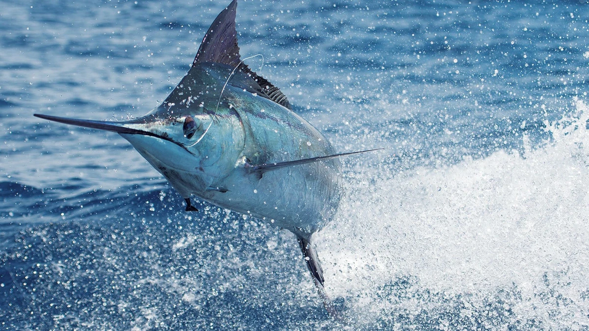 Pacific Blue Marlin | Life in Water Wiki | Fandom