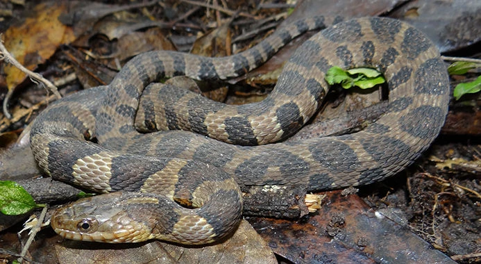 Common Watersnake | Life in Water Wiki | Fandom