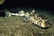Galápagos Bullhead Shark | Life in Water Wiki | Fandom