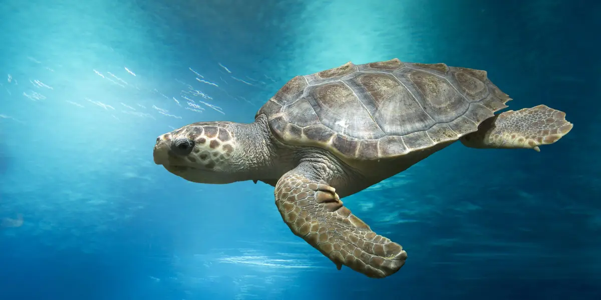 Loggerhead Turtle | Life in Water Wiki | Fandom