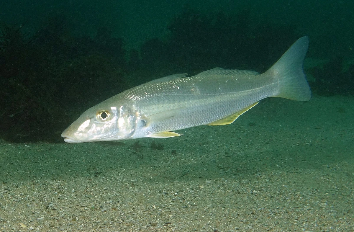 Whiting | Life in Water Wiki | Fandom