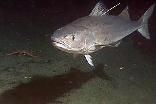 Sablefish | Life in Water Wiki | Fandom