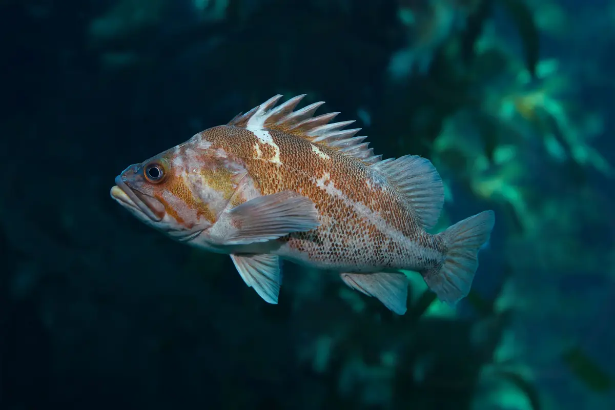 Rockfish | Life in Water Wiki | Fandom