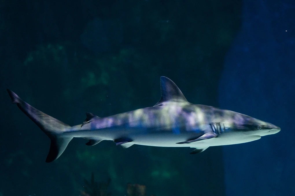 Grey Reef Shark | Life in Water Wiki | Fandom