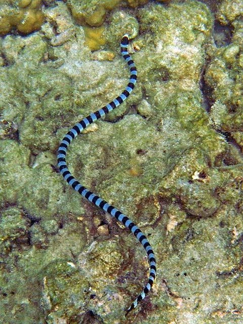 Annulated Sea Snake | Life in Water Wiki | Fandom