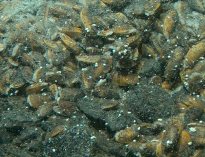 Bathymodiolus Mussels | Life in Water Wiki | Fandom