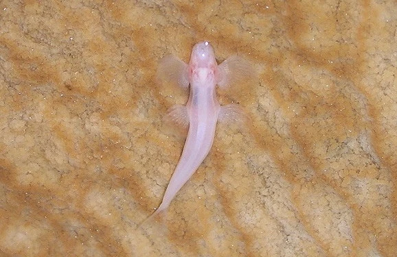 Climbing Cavefish | Life in Water Wiki | Fandom