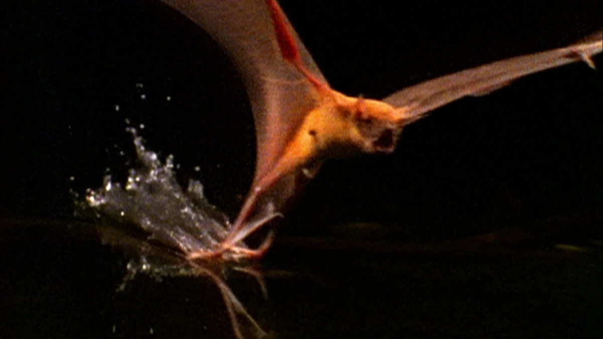 Fishing Bat | Life in Water Wiki | Fandom