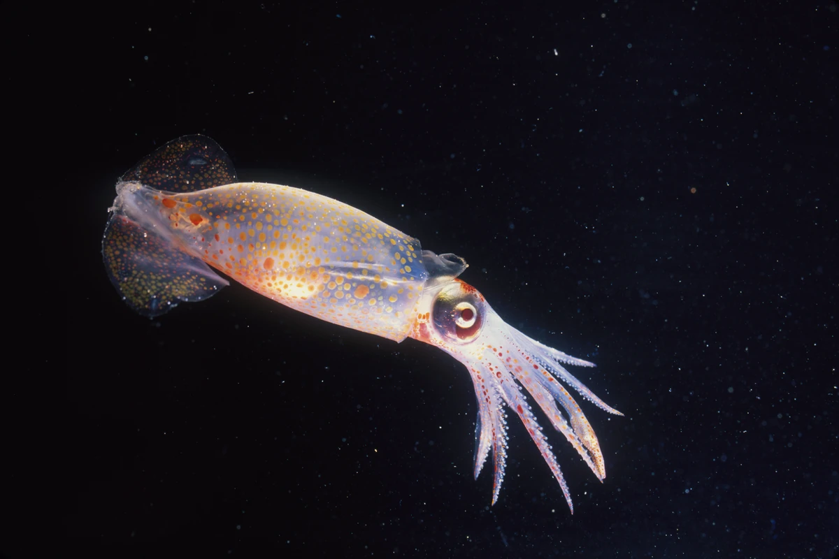 Black-eyed Squid | Life in Water Wiki | Fandom