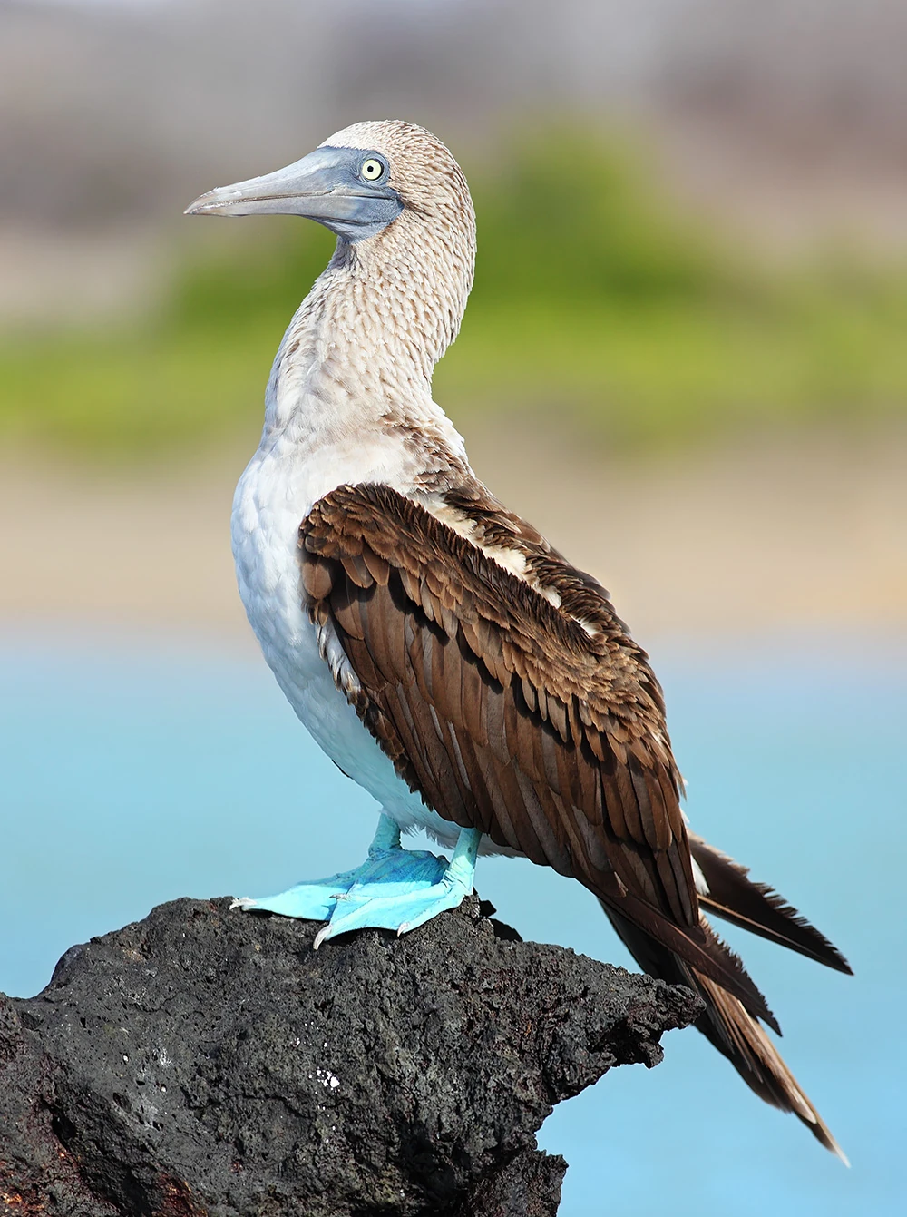 Blue-Footed Booby | Life in Water Wiki | Fandom